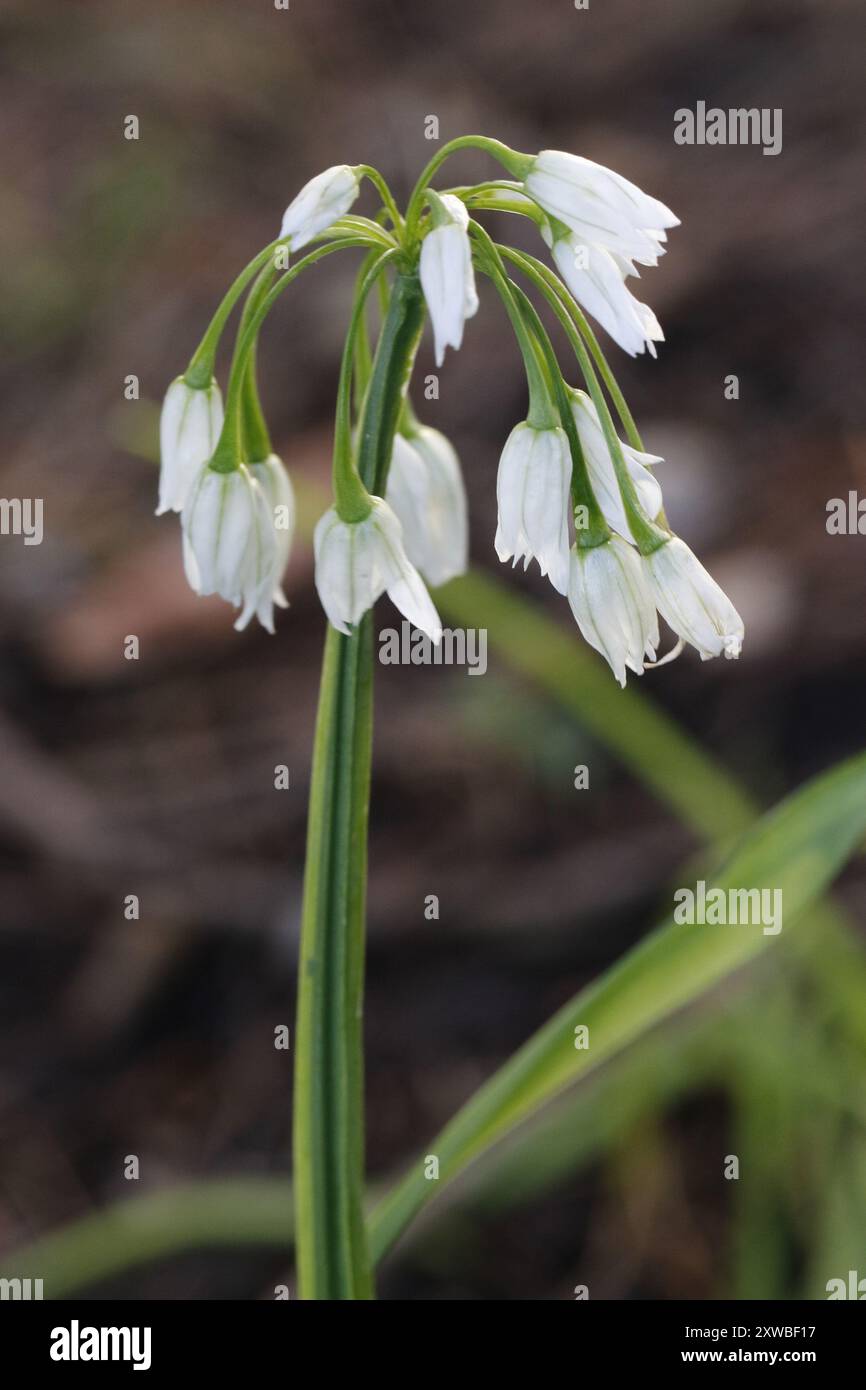 Three-cornered garlic (Allium triquetrum) Plantae Stock Photo - Alamy