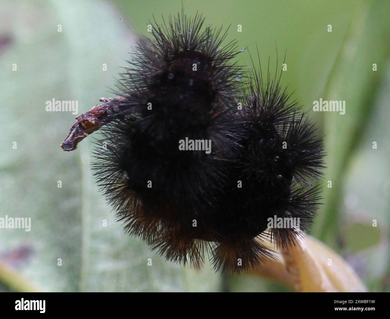 Giant Leopard Moth (Hypercompe scribonia) Insecta Stock Photo - Alamy