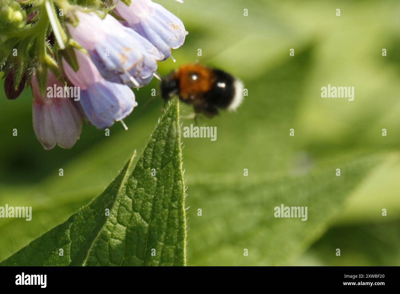 Tree Bumble Bee (Bombus hypnorum) Insecta Stock Photo - Alamy