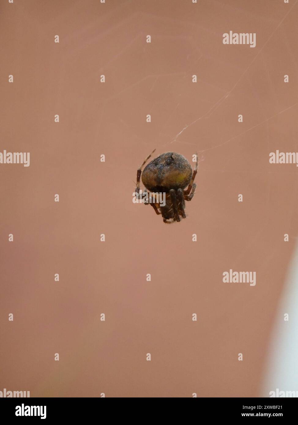 Common Hairy Field Spider (Neoscona subfusca) Arachnida Stock Photo - Alamy