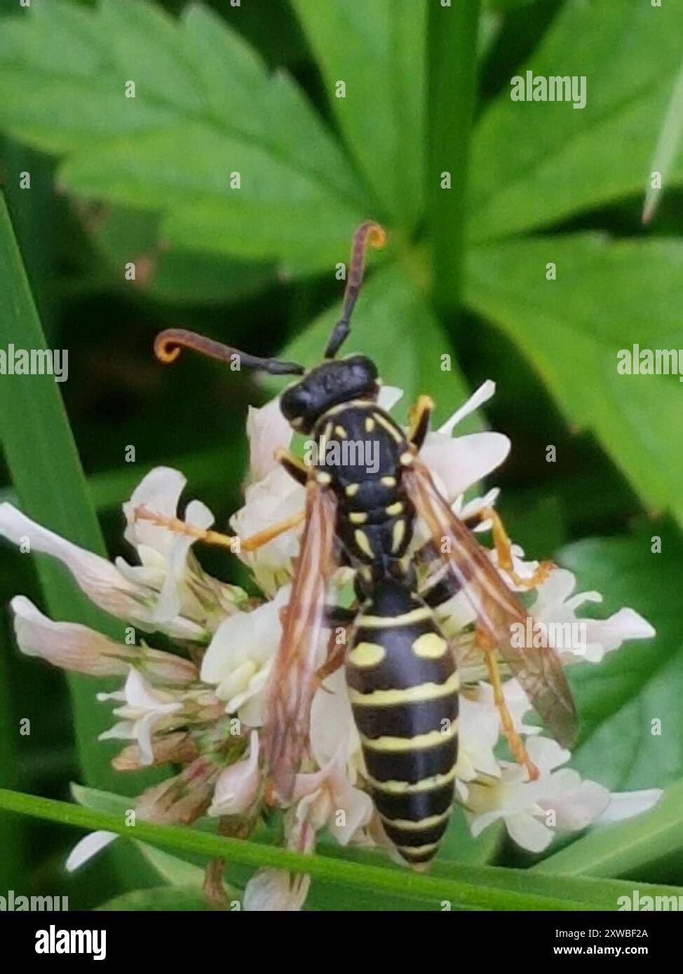 (Polistes nimpha) Insecta Stock Photo - Alamy