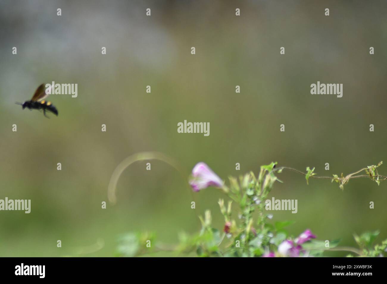 Large Four-spotted Scoliid Wasp (Pygodasis quadrimaculata) Insecta ...