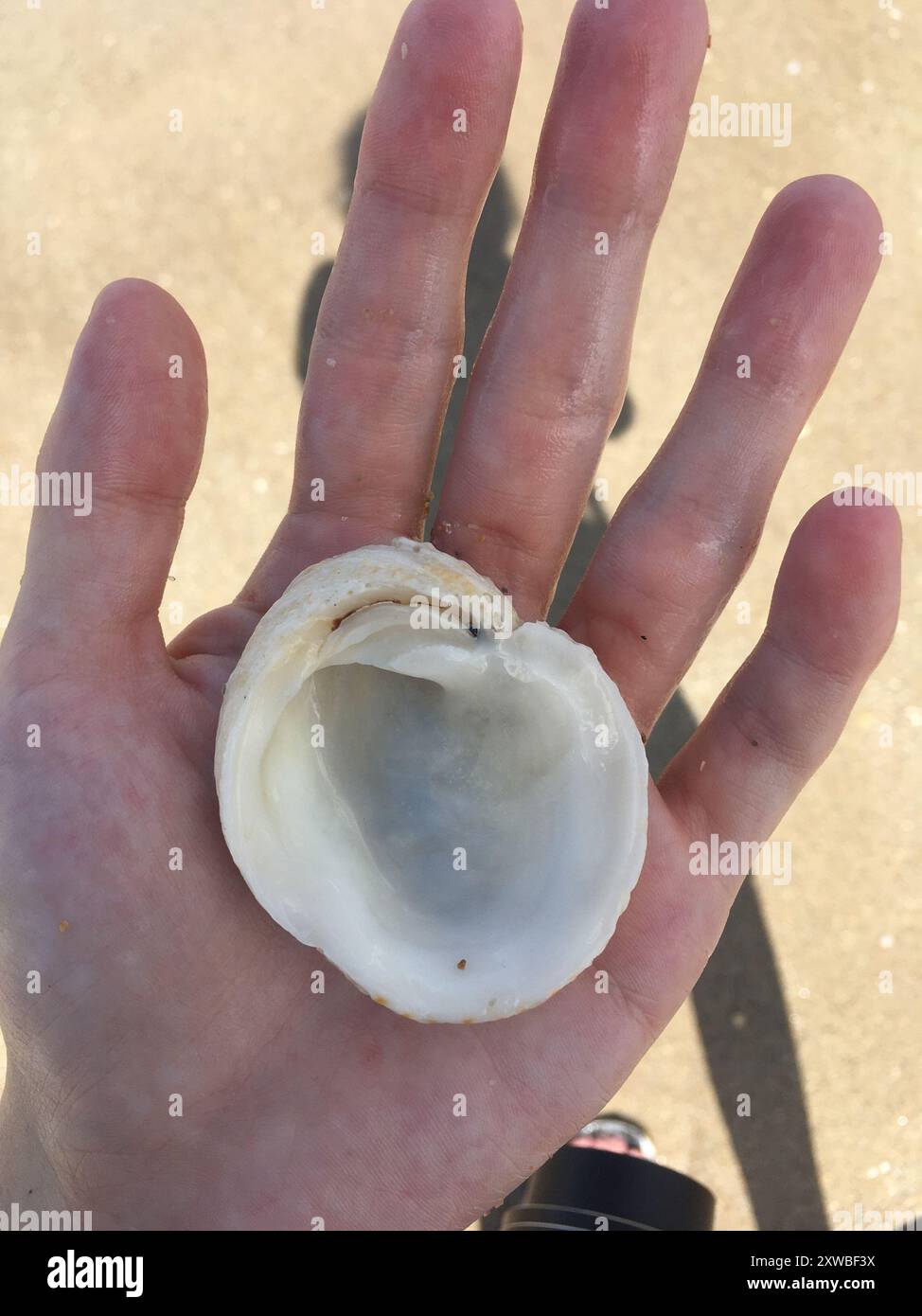 Jewel boxes (Chamidae) Mollusca Stock Photo - Alamy