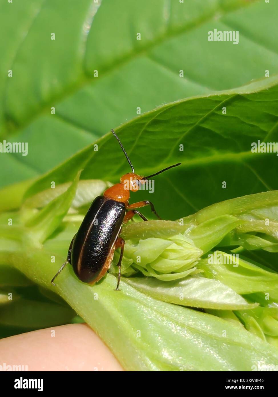 Zonitis hi-res stock photography and images - Alamy