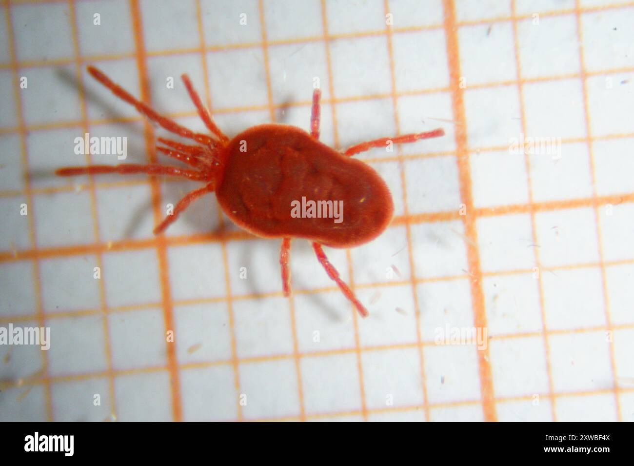 Sumo Mites (Allothrombium) Arachnida Stock Photo - Alamy