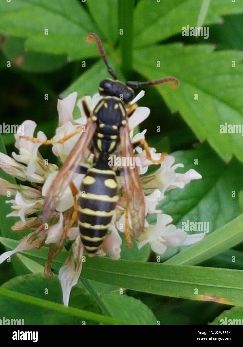 (Polistes nimpha) Insecta Stock Photo - Alamy