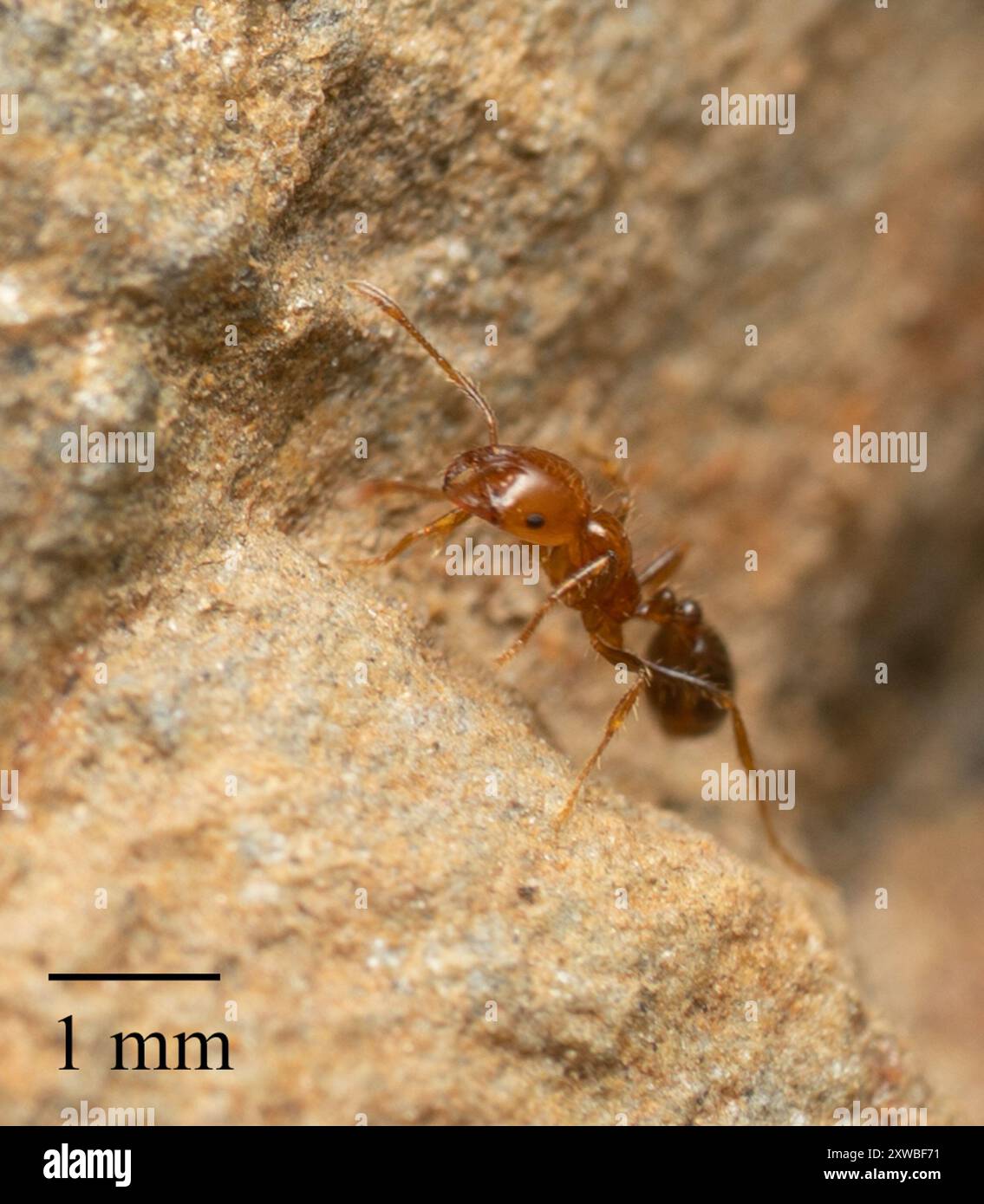 Southern Fire Ant (Solenopsis xyloni) Insecta Stock Photo - Alamy