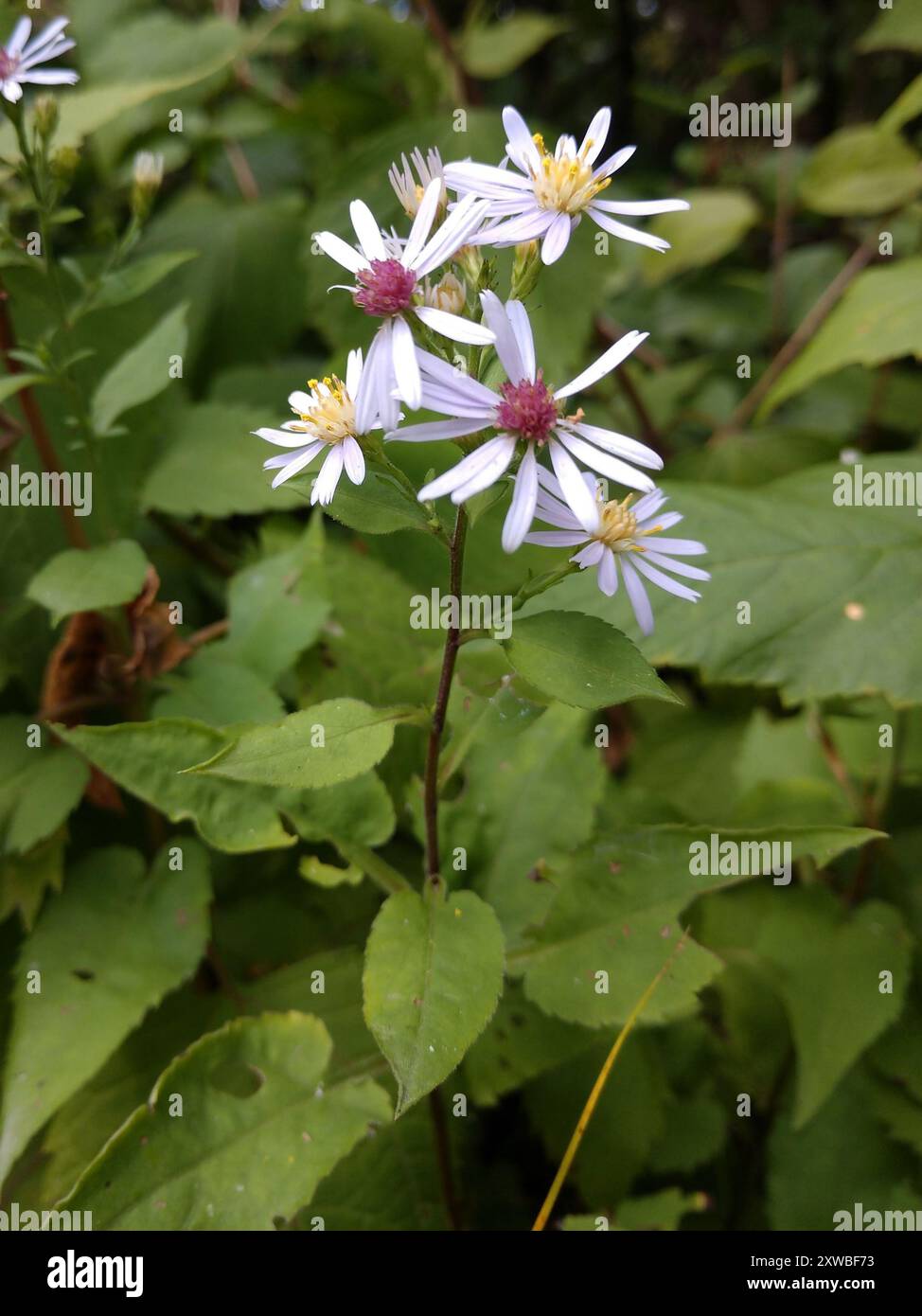 Arrow-leaved Aster (Symphyotrichum urophyllum) Plantae Stock Photo - Alamy