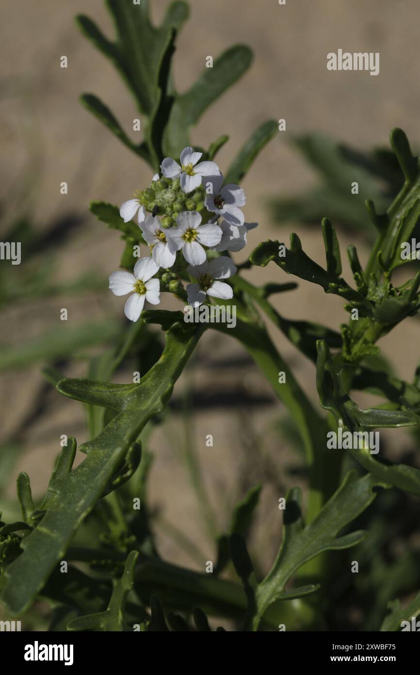 European Searocket (Cakile maritima) Plantae Stock Photo - Alamy
