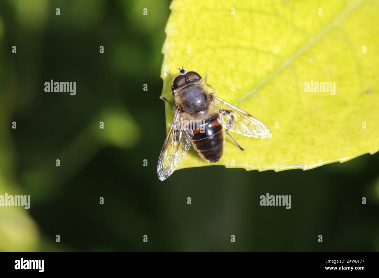 Common Drone Fly (Eristalis tenax) Insecta Stock Photo - Alamy
