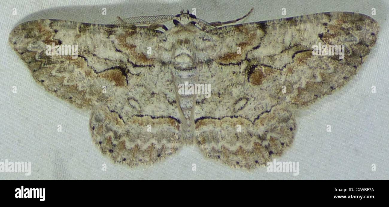 Brown-shaded Gray (Iridopsis defectaria) Insecta Stock Photo - Alamy