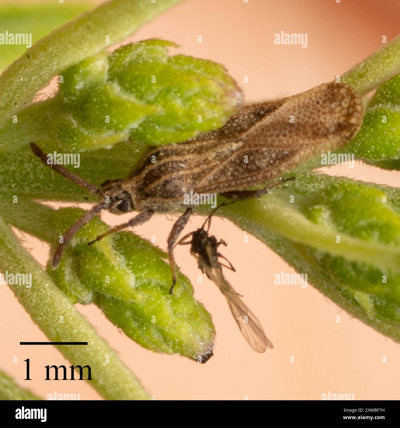 Lantana Lace Bug (Teleonemia scrupulosa) Insecta Stock Photo - Alamy