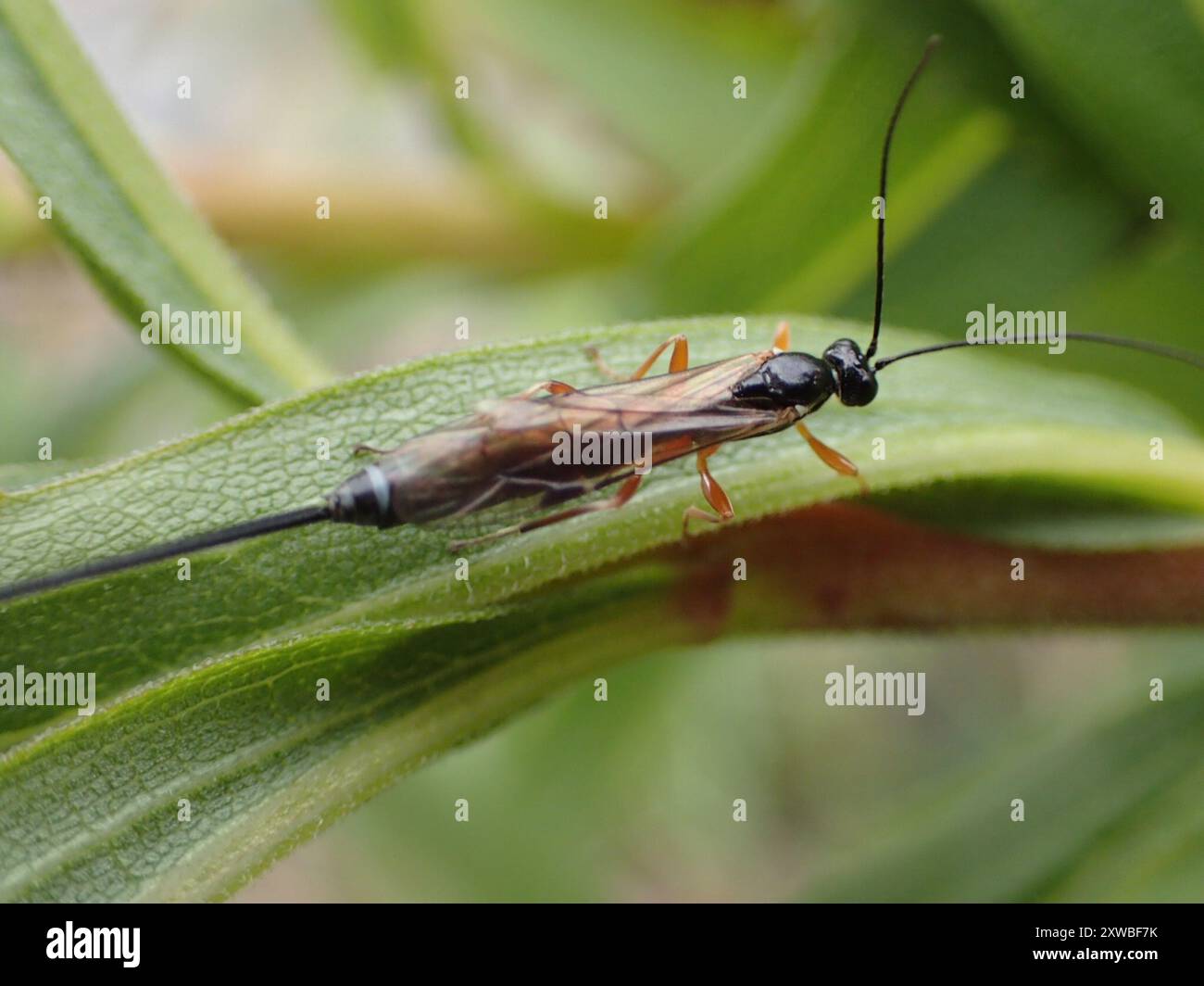Ichneumonid Wasps (Ichneumonidae) Insecta Stock Photo - Alamy