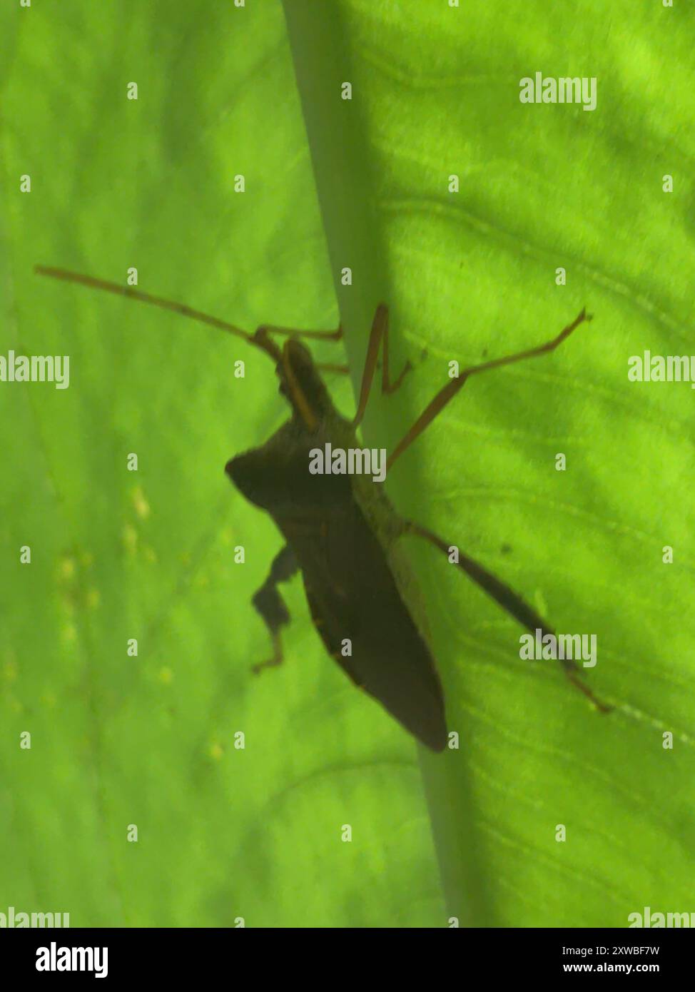Magnolia Leaf-footed Bug (Leptoglossus fulvicornis) Insecta Stock Photo ...