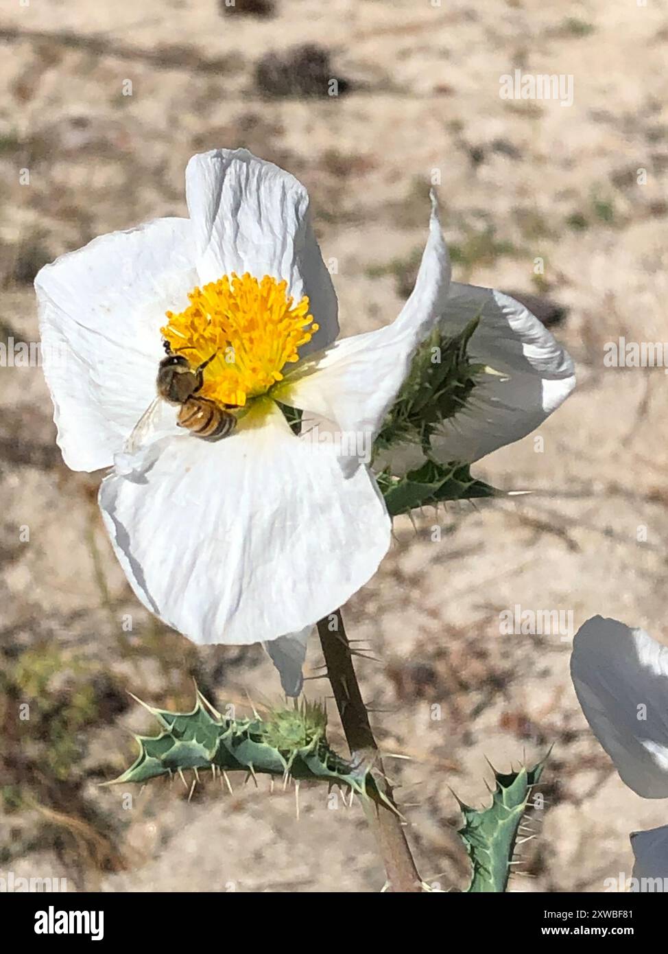 flatbud prickly poppy (Argemone munita) Plantae Stock Photo - Alamy