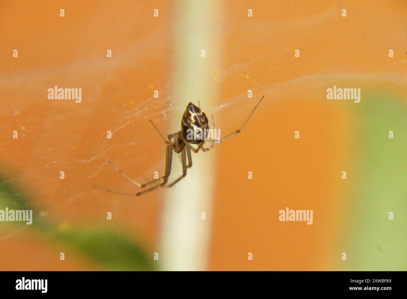 Sheetweb Spiders (Linyphia) Arachnida Stock Photo - Alamy