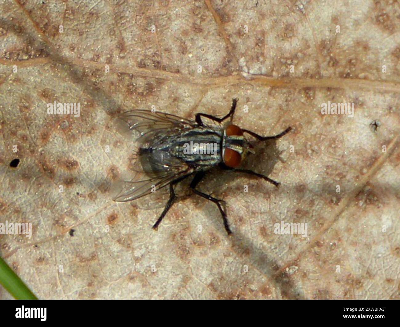 Common Flesh Flies (Sarcophaga) Insecta Stock Photo - Alamy