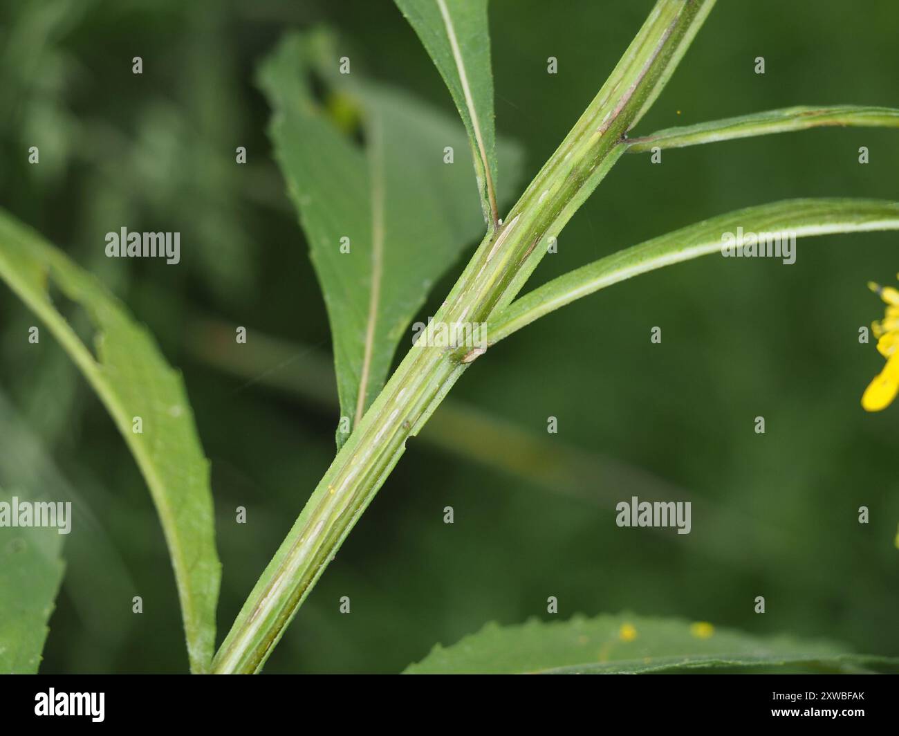 Wingstem (Verbesina alternifolia) Plantae Stock Photo - Alamy