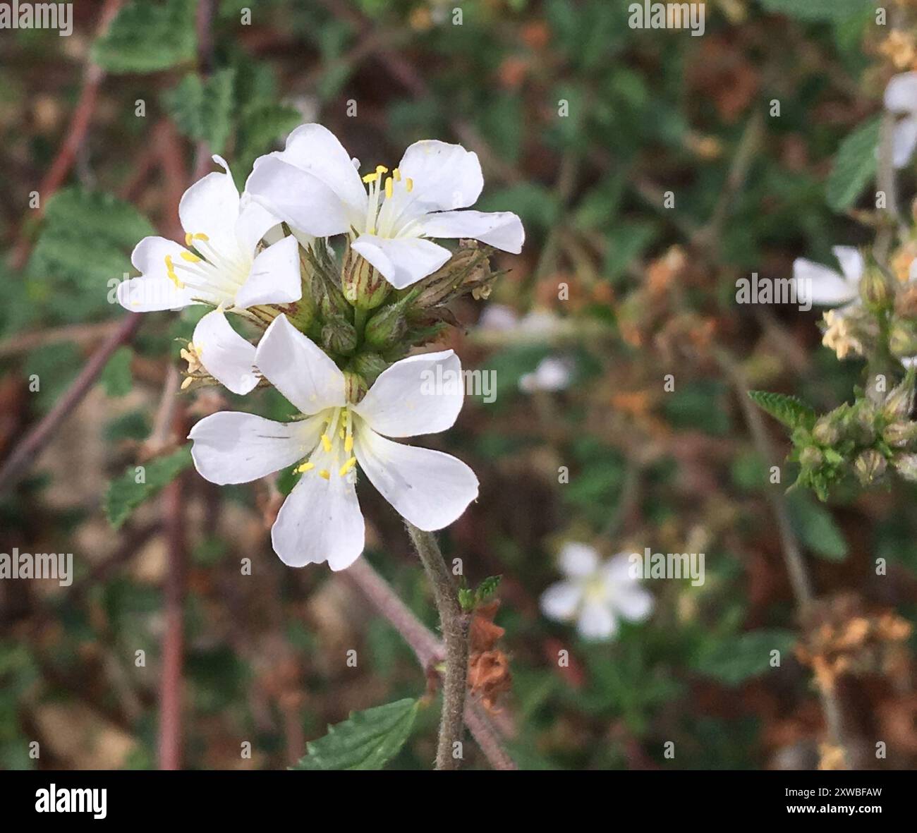 (Melochia parvifolia) Plantae Stock Photo - Alamy
