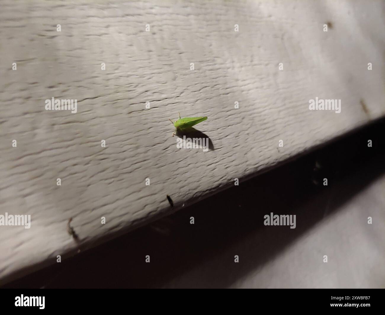 Green Cone-headed Planthopper (Acanalonia conica) Insecta Stock Photo ...