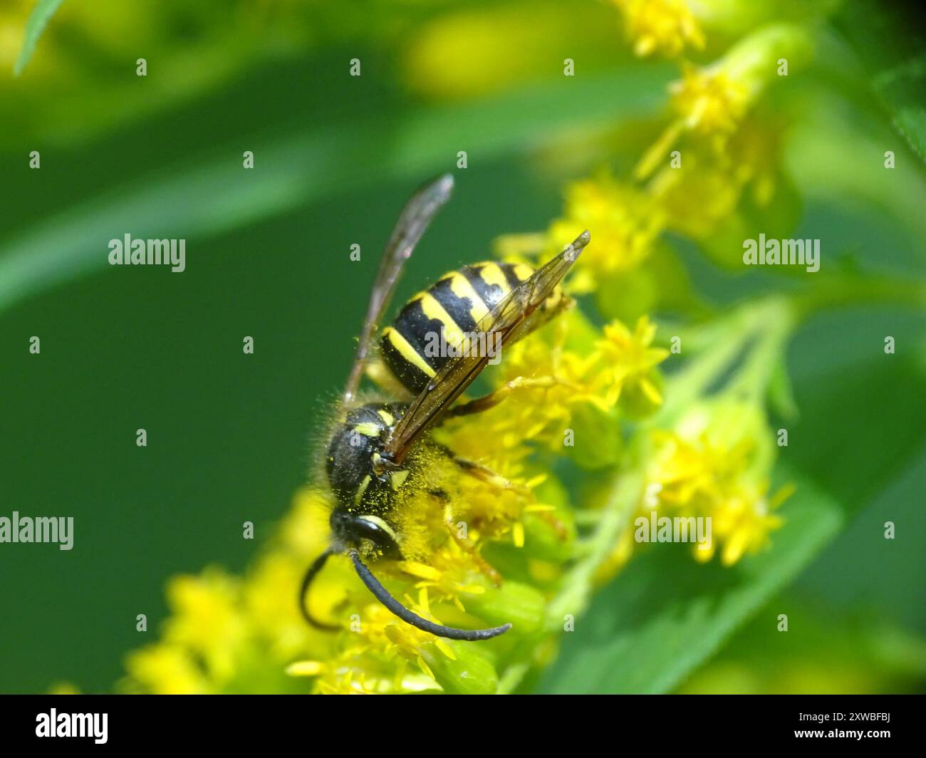 Common Aerial Yellowjacket (Dolichovespula arenaria) Insecta Stock ...