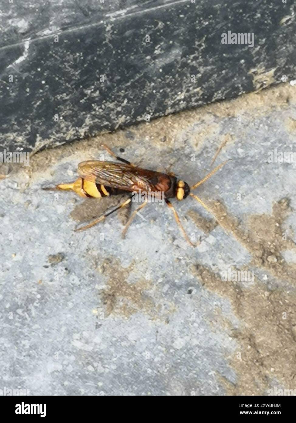 Yellow-headed Horntail (Urocerus augur) Insecta Stock Photo - Alamy