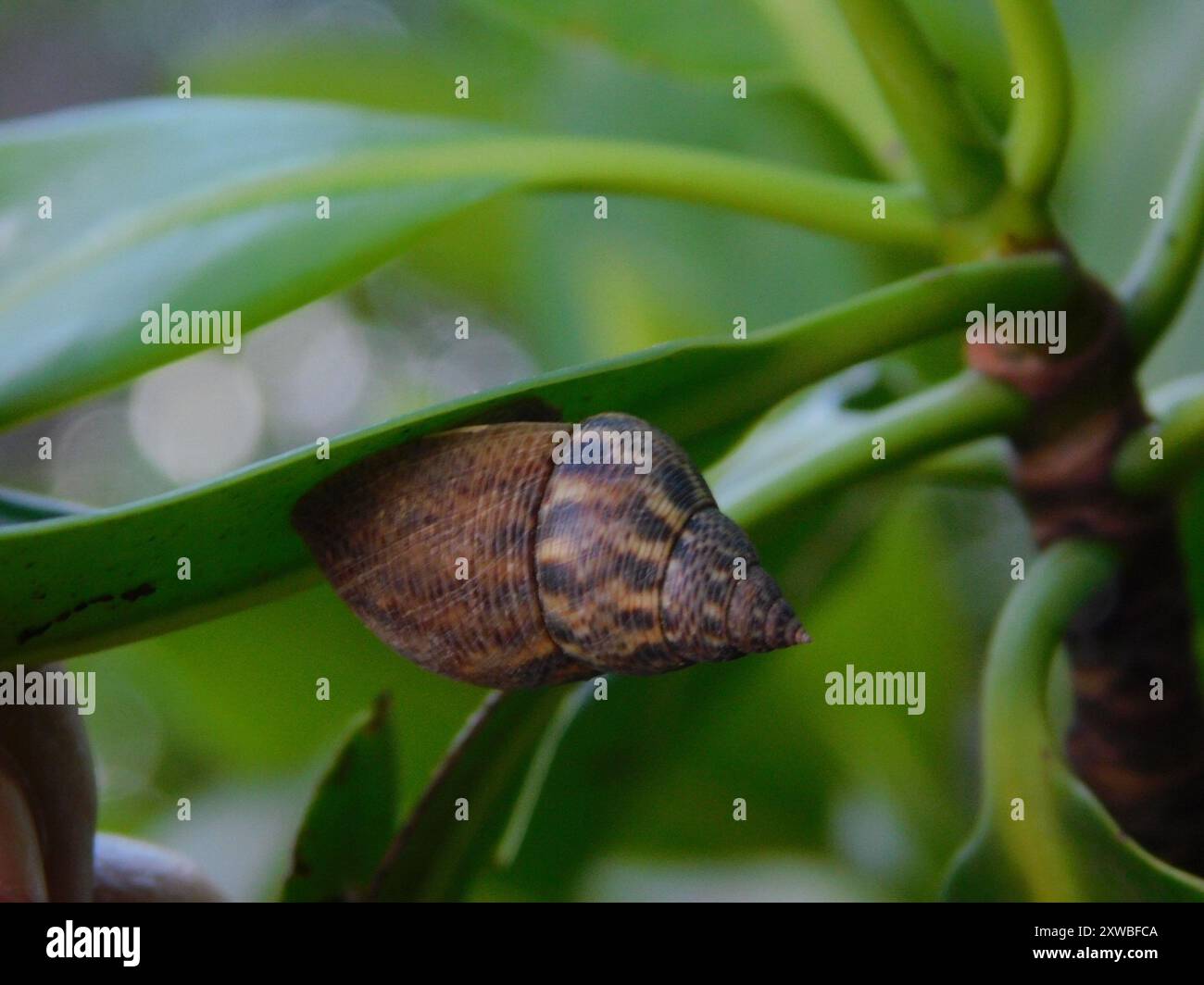 Mangrove Periwinkle (Littoraria angulifera) Mollusca Stock Photo - Alamy