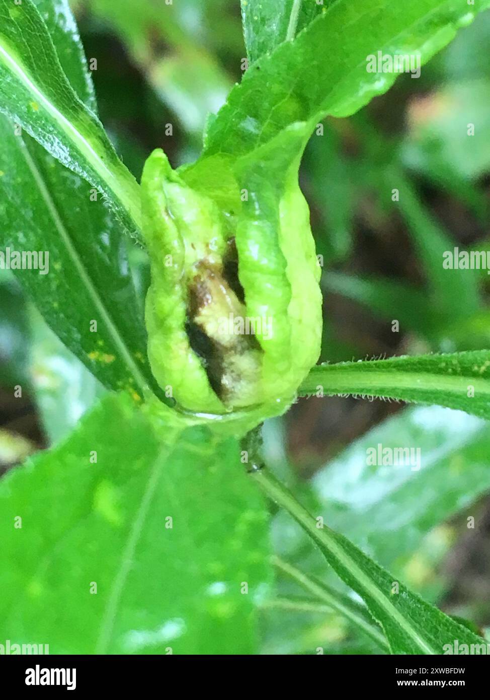 Insects (Insecta) Insecta Stock Photo - Alamy