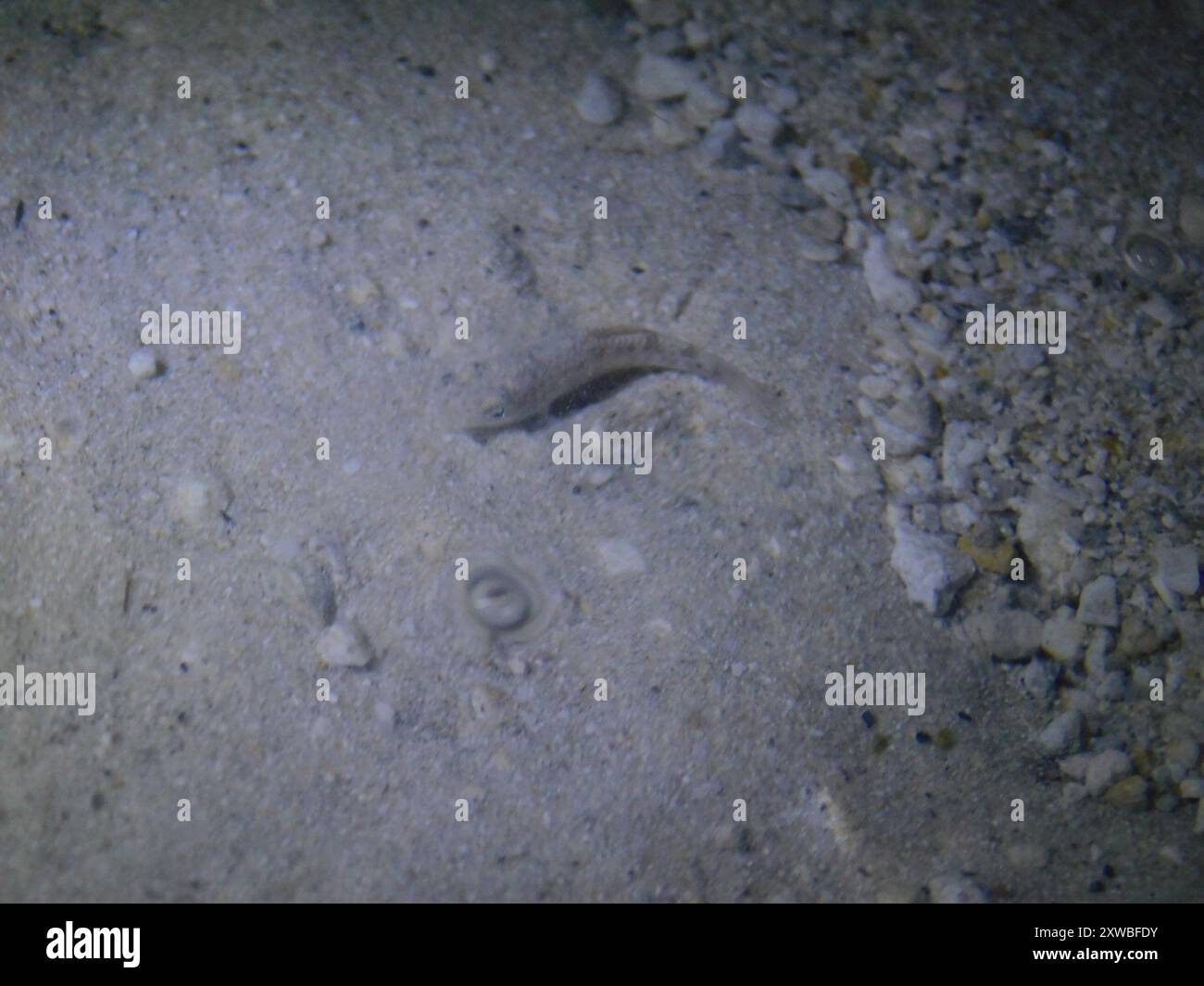 Sheepshead Minnow (Cyprinodon variegatus) Actinopterygii Stock Photo ...