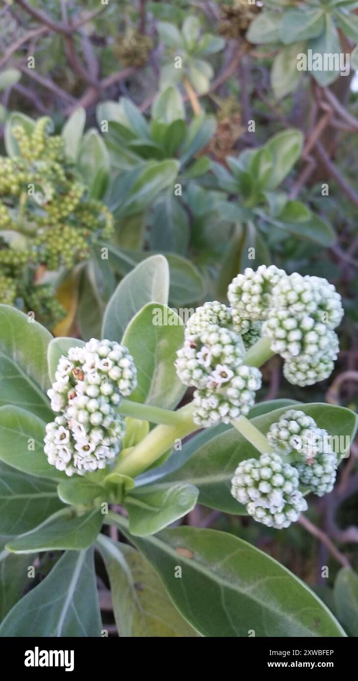 tree heliotrope (Heliotropium arboreum) Plantae Stock Photo - Alamy