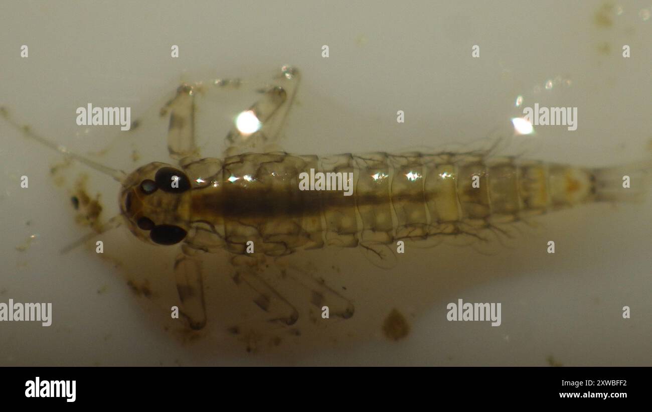 Little Black Caddisflies (Glossosomatidae) Insecta Stock Photo - Alamy