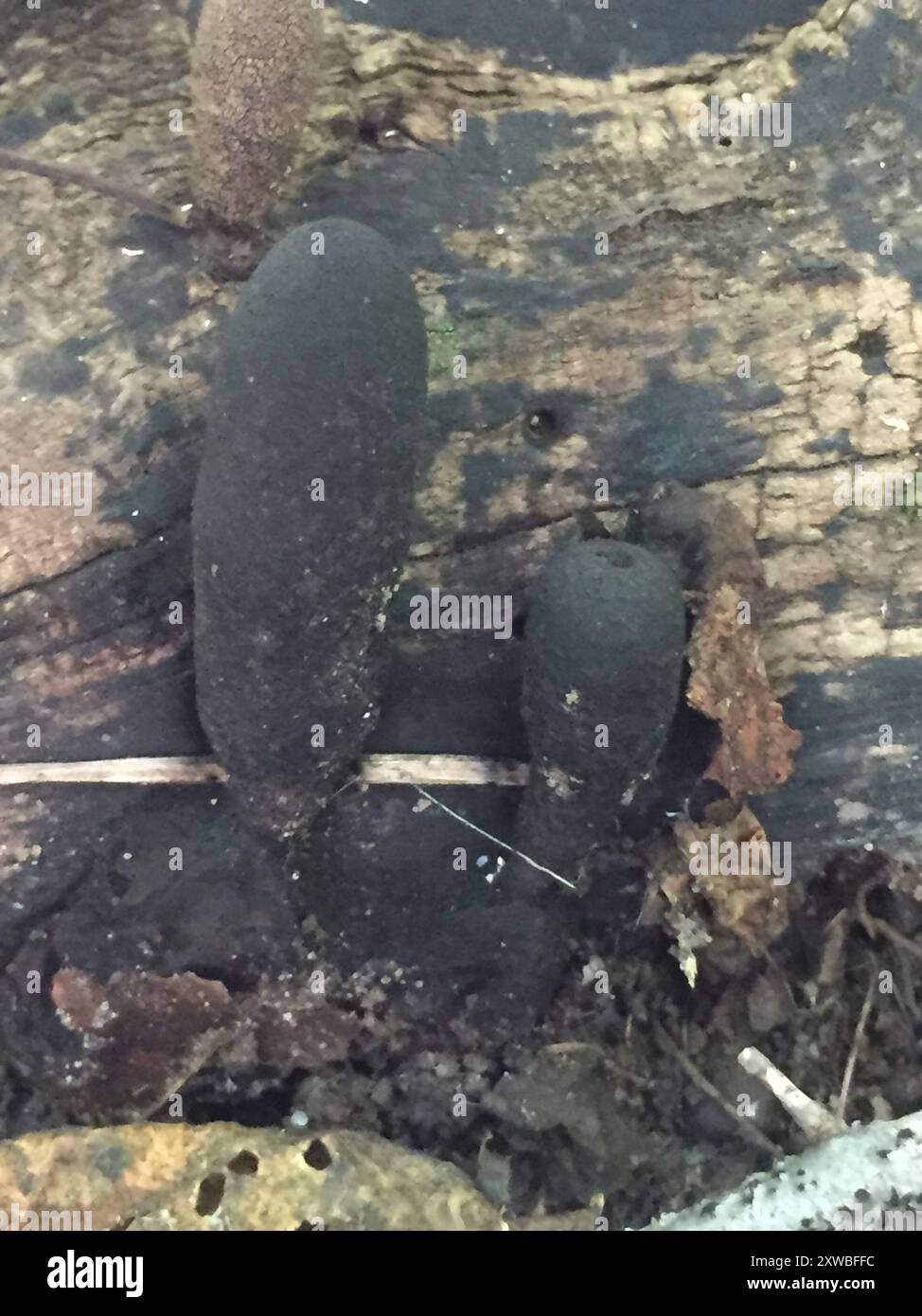 dead man's fingers (Xylaria polymorpha) Fungi Stock Photo - Alamy