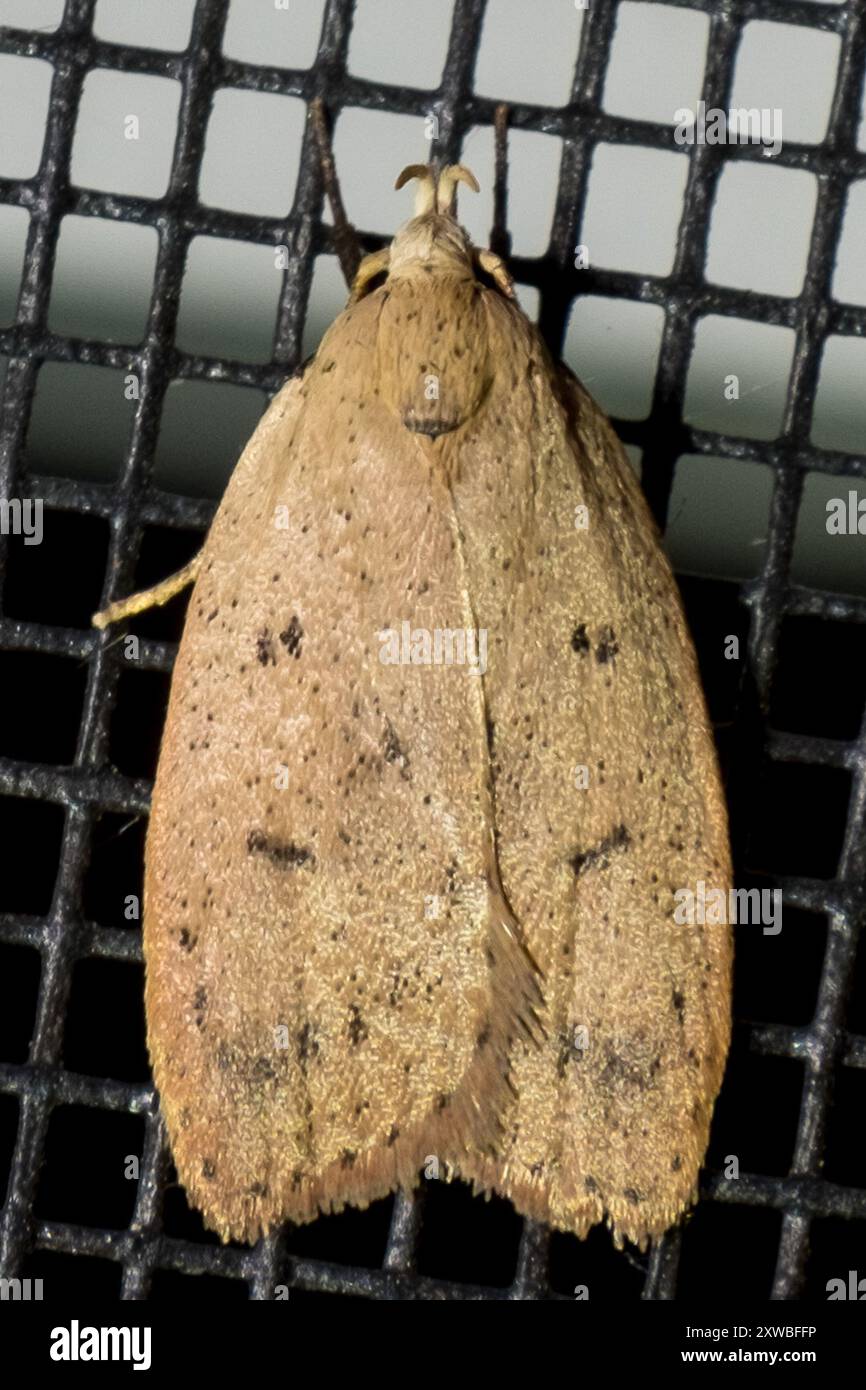 Gold-striped Leaftier Moth (Machimia tentoriferella) Insecta Stock ...