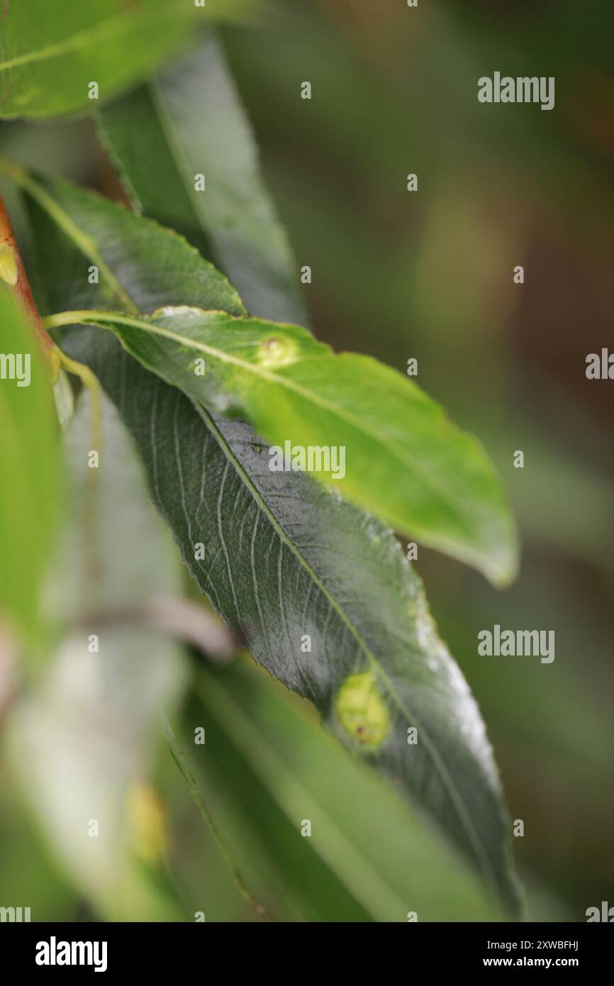Willow Redgall Sawfly (Euura proxima) Insecta Stock Photo - Alamy