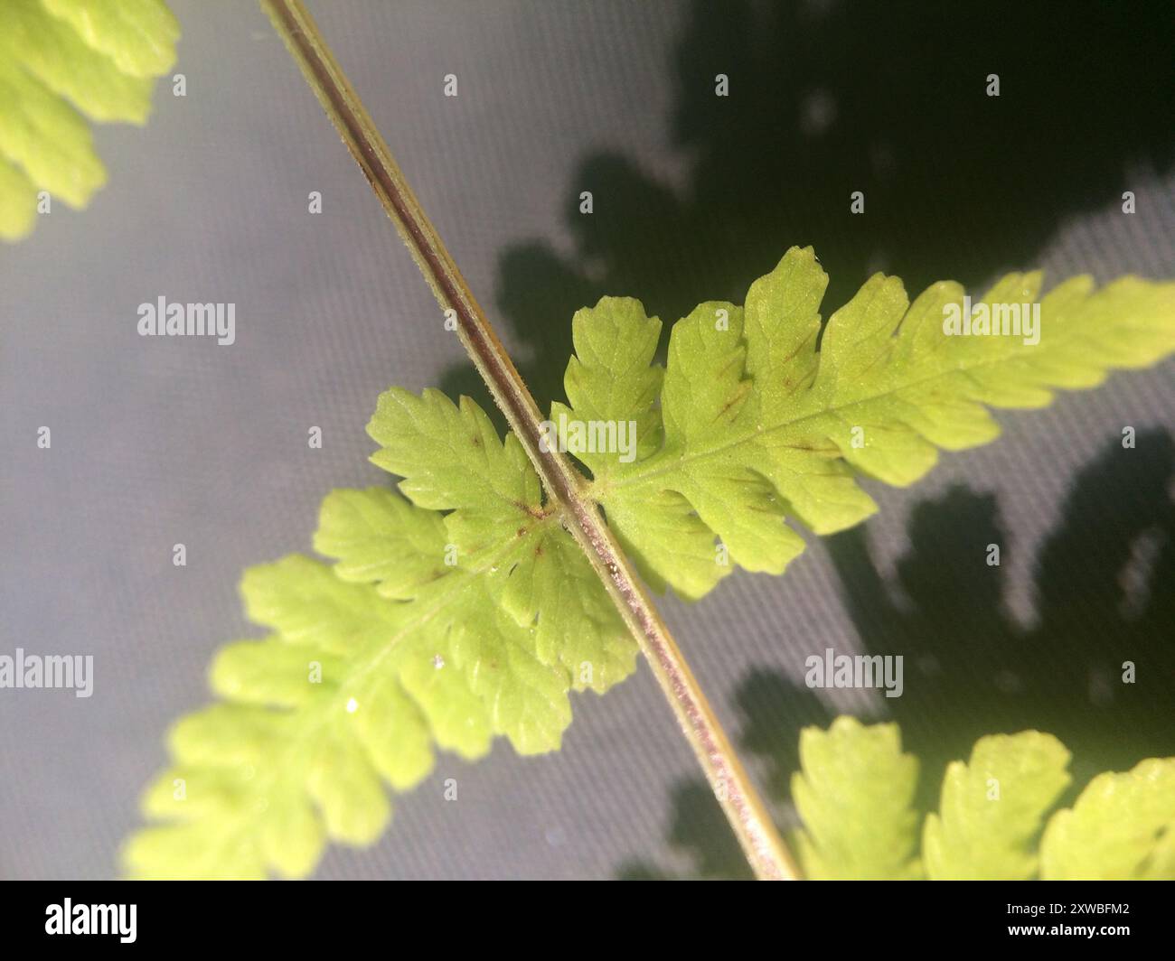 bulblet fern (Cystopteris bulbifera) Plantae Stock Photo - Alamy