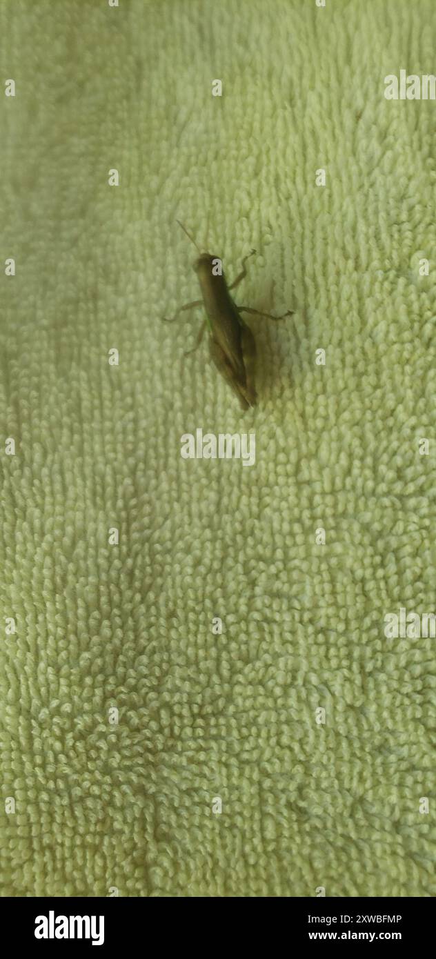 Short-winged Rice Grasshopper (Pseudoxya diminuta) Insecta Stock Photo ...