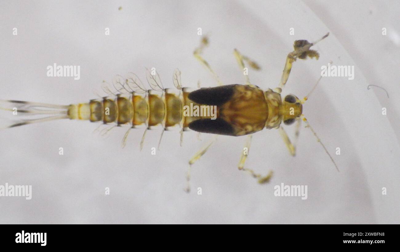 Blue-winged Olives (Baetis) Insecta Stock Photo - Alamy