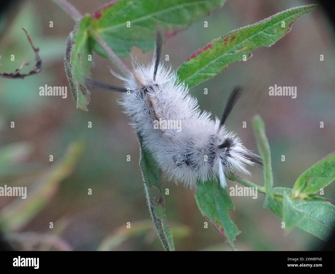 Banded Tussock Moth (Halysidota tessellaris) Insecta Stock Photo - Alamy