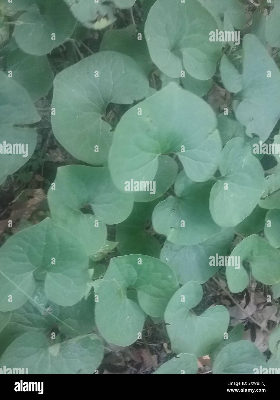 Canadian wild ginger (Asarum canadense) Plantae Stock Photo - Alamy
