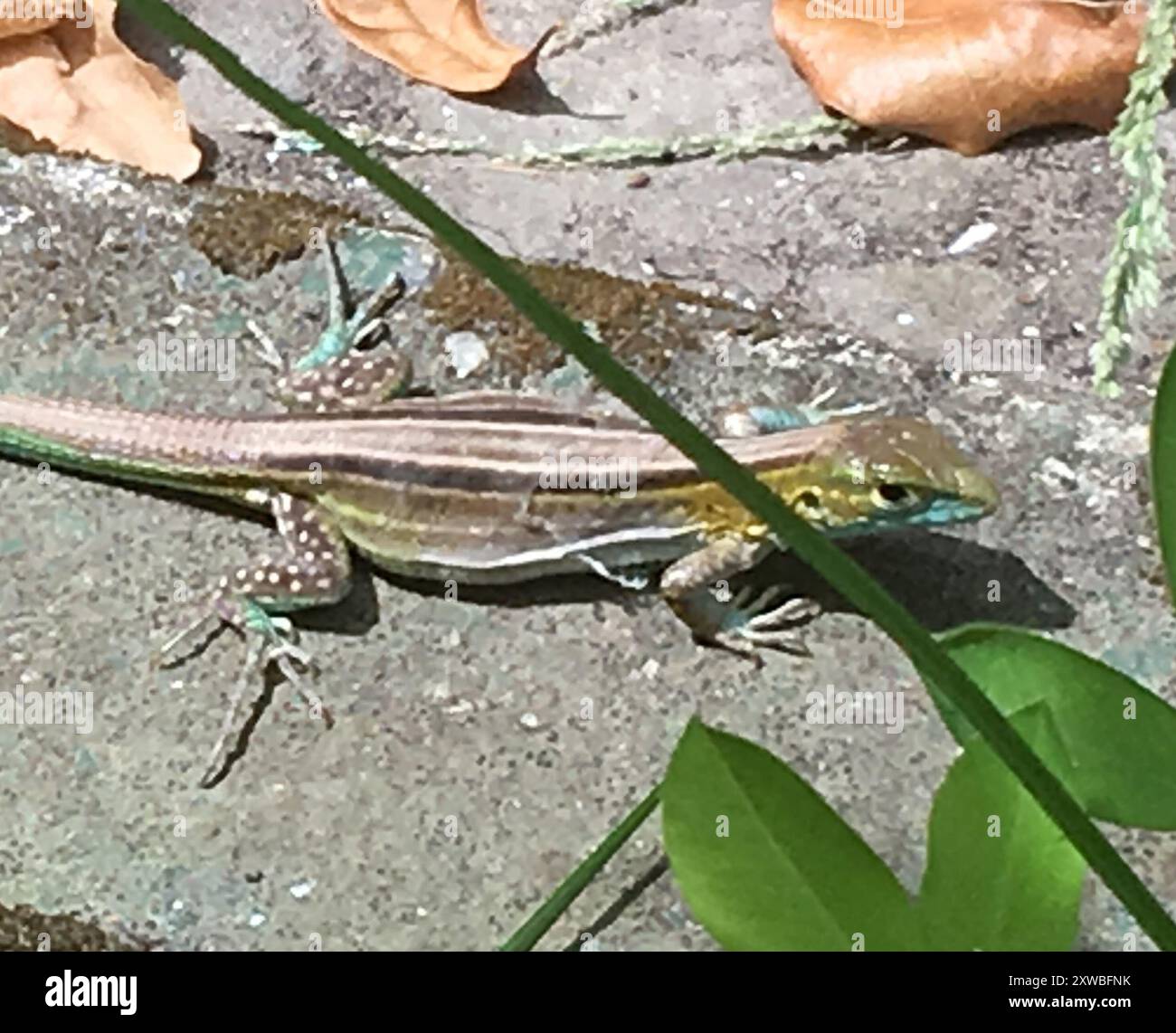 Rainbow whiptails hi-res stock photography and images - Alamy