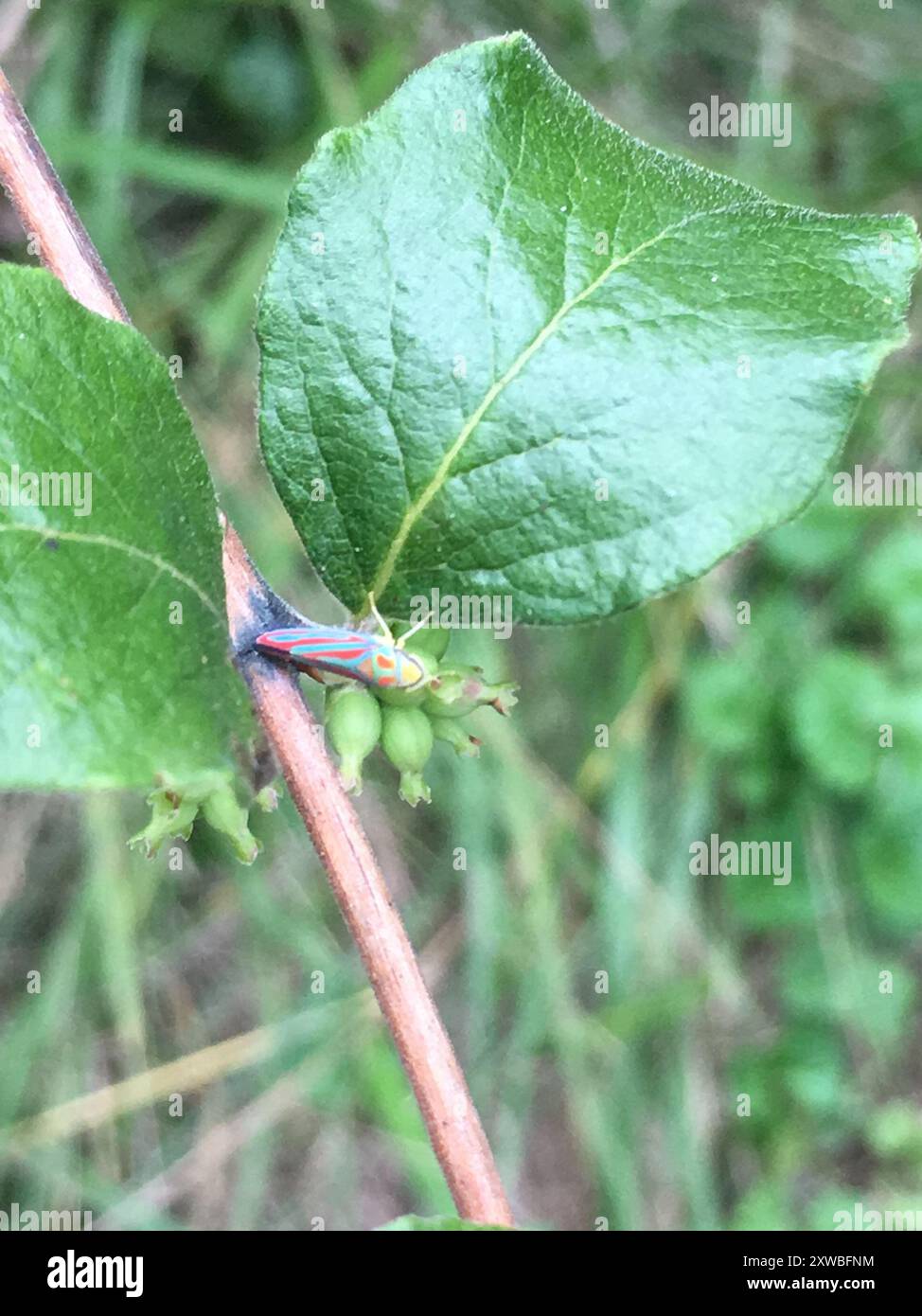 Red-banded Leafhopper (Graphocephala coccinea) Insecta Stock Photo - Alamy