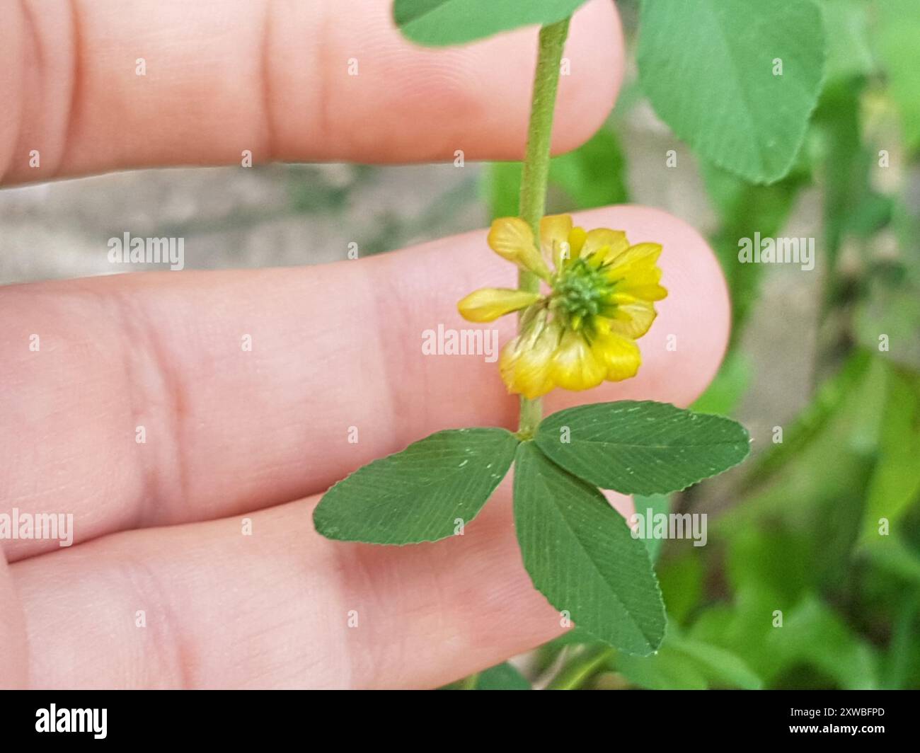 large hop clover (Trifolium aureum) Plantae Stock Photo - Alamy