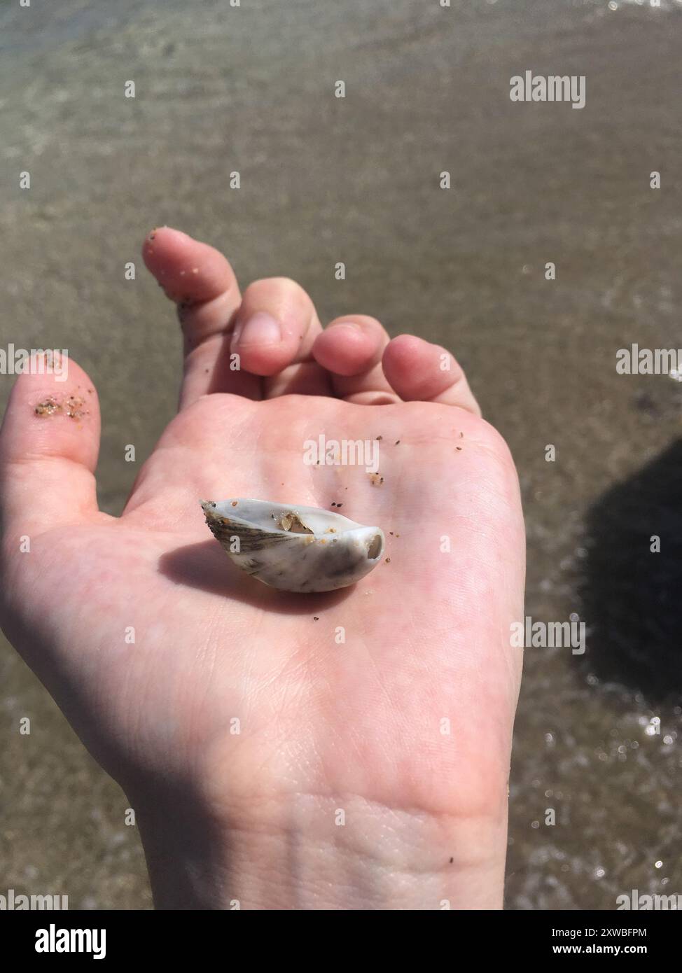Common Atlantic Slippersnail (Crepidula fornicata) Mollusca Stock Photo ...