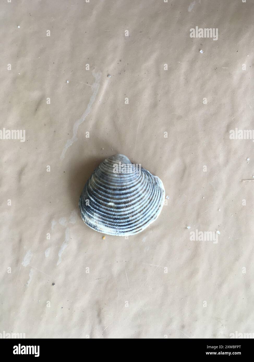 Lady-in-waiting Venus (Chionopsis intapurpurea) Mollusca Stock Photo ...