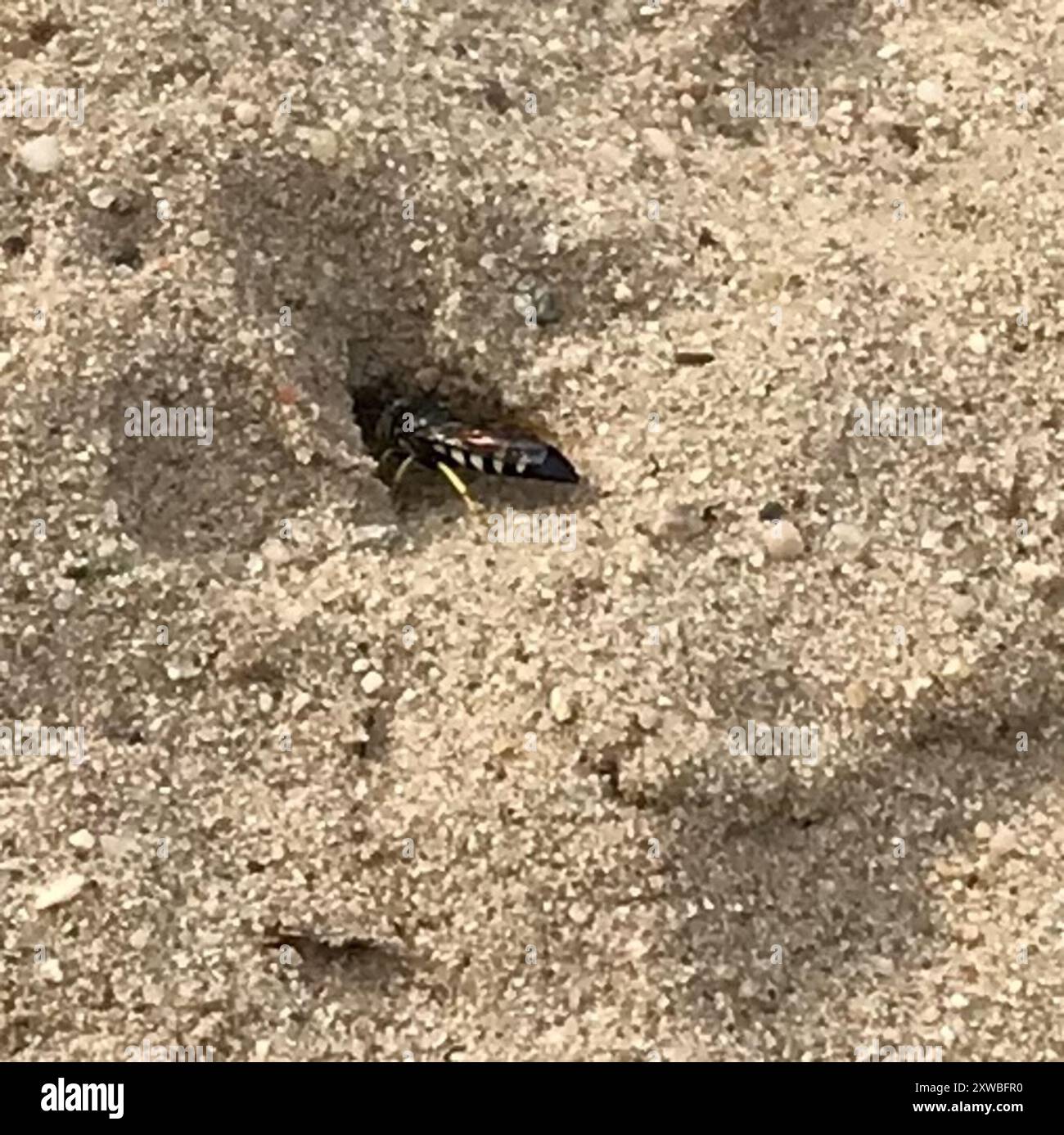 Four-banded Stink Bug Wasp (Bicyrtes quadrifasciatus) Insecta Stock ...