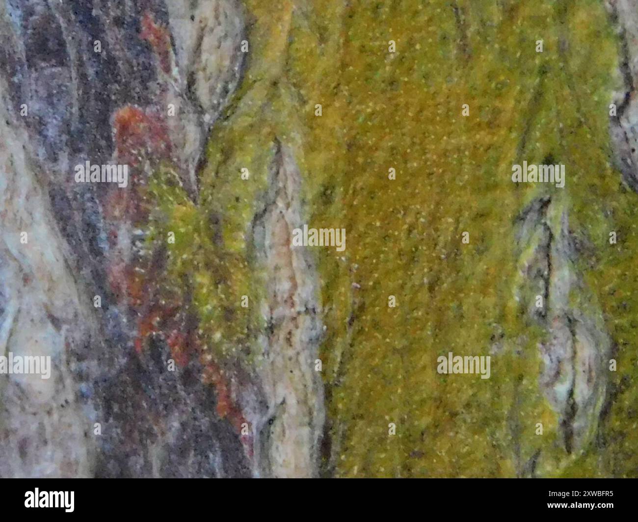 Rash Lichens (Pyrenula) Fungi Stock Photo - Alamy