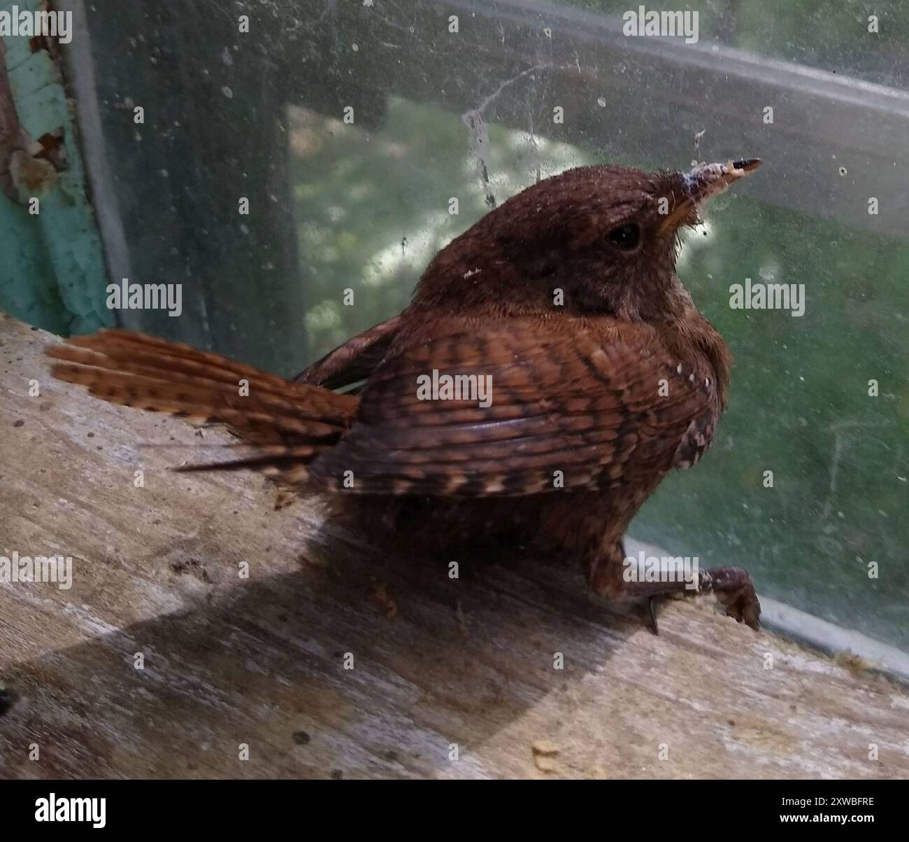 Winter Wren (Troglodytes hiemalis) Aves Stock Photo - Alamy