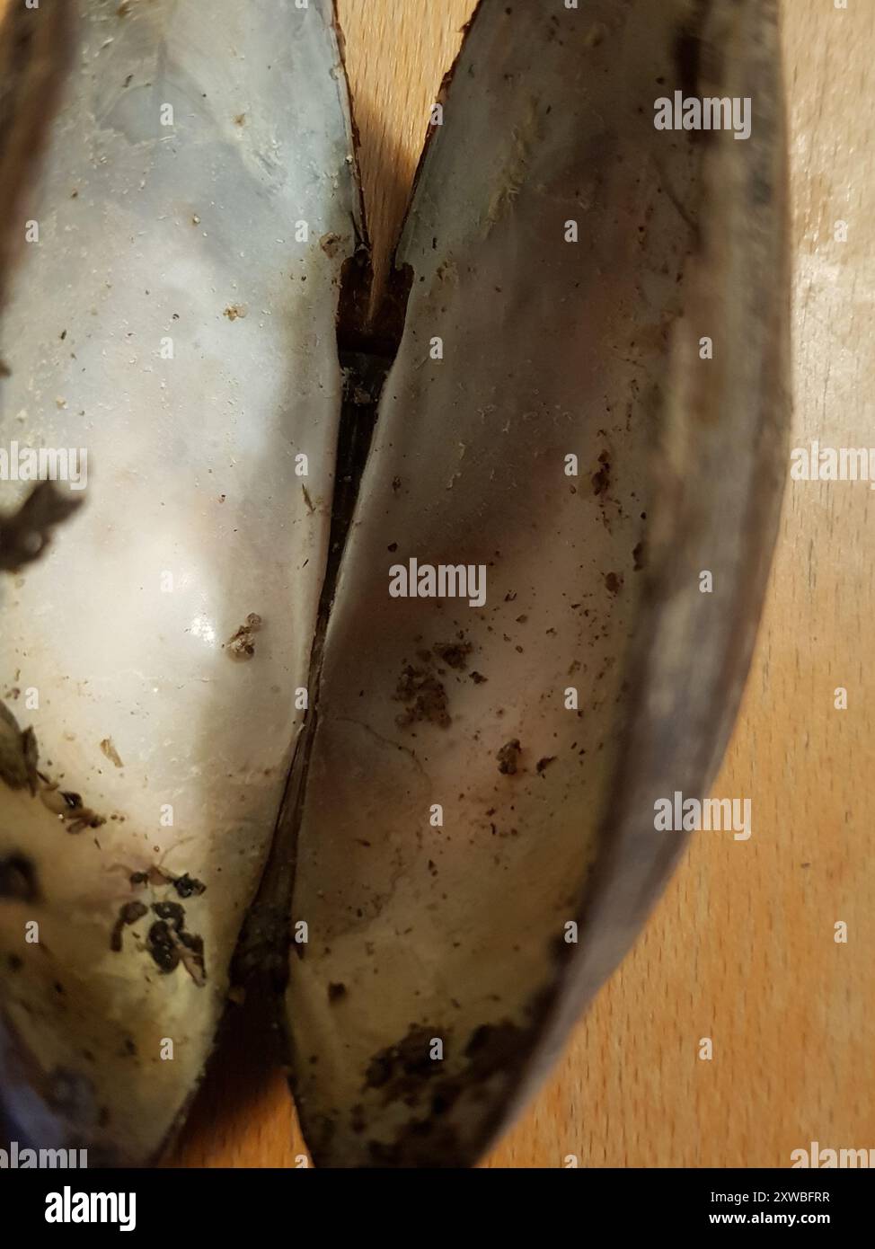 Eastern Floater (Pyganodon cataracta) Mollusca Stock Photo - Alamy