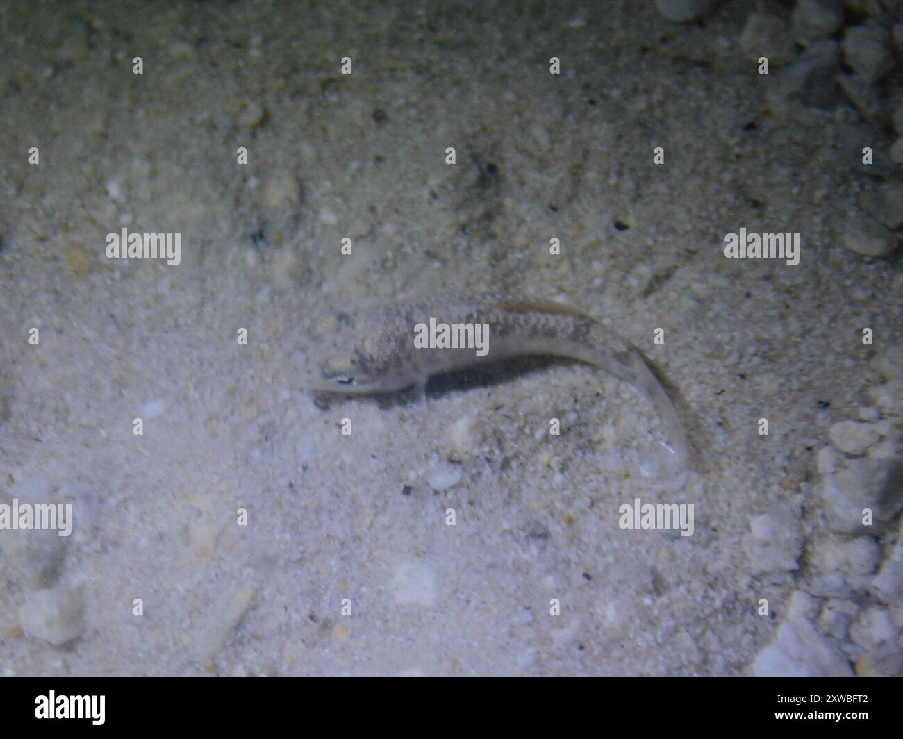 Sheepshead Minnow (Cyprinodon variegatus) Actinopterygii Stock Photo ...