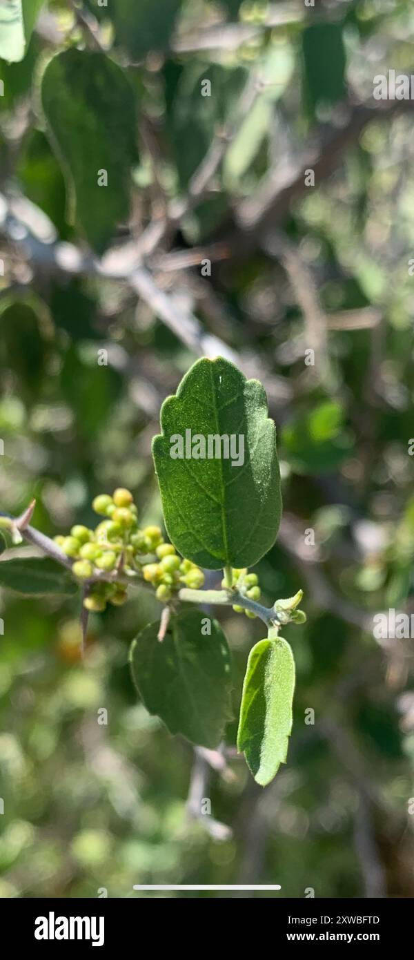 spiny hackberry (Celtis pallida) Plantae Stock Photo - Alamy